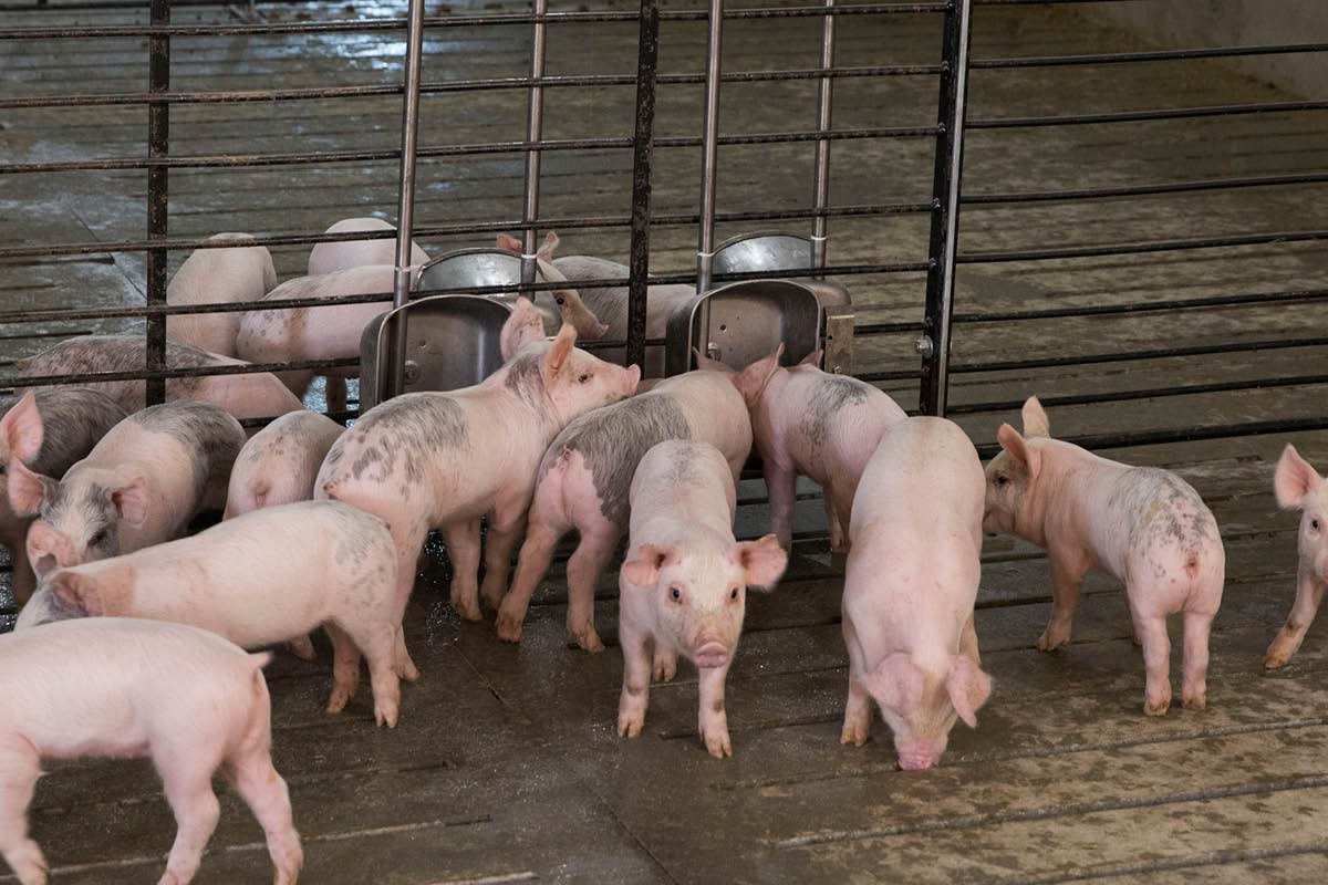 Swine Facility Virtual Tour | Thanks