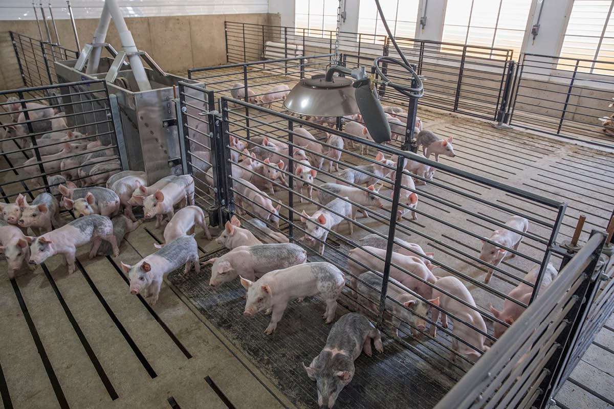 Swine Facility Virtual Tour | Thanks
