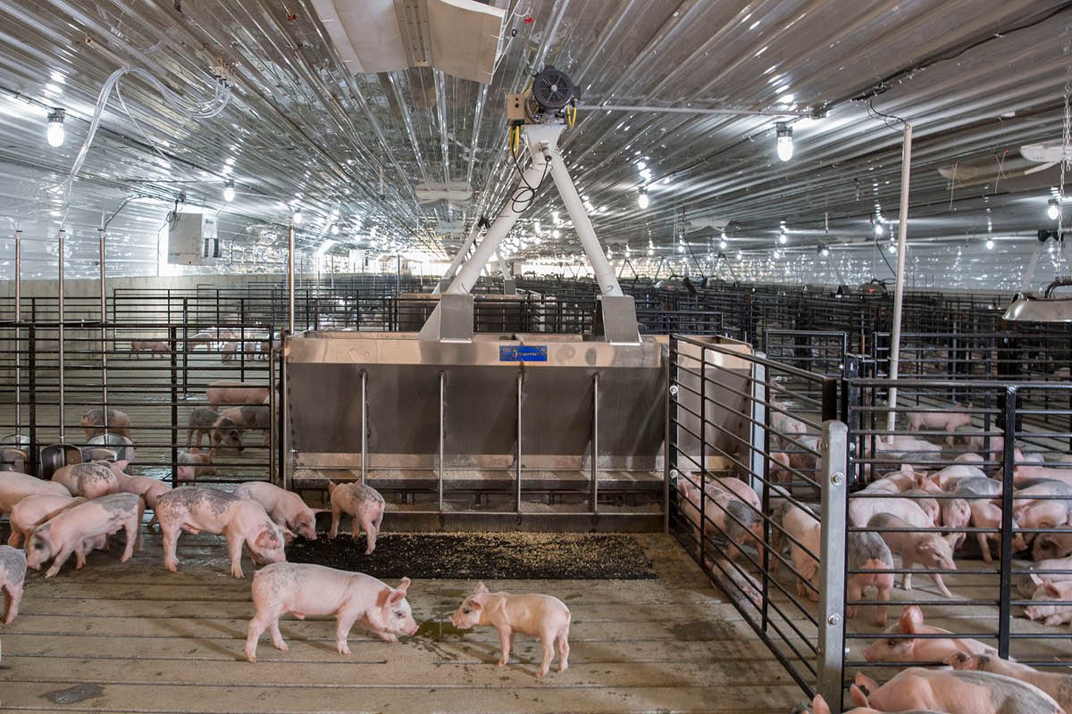 Swine Facility Virtual Tour | Thanks