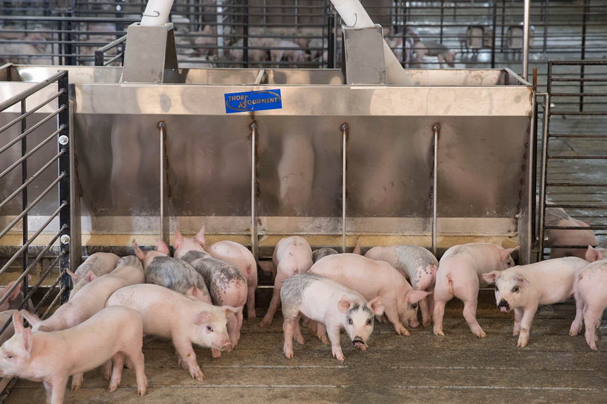 Swine Facility Virtual Tour | Thanks